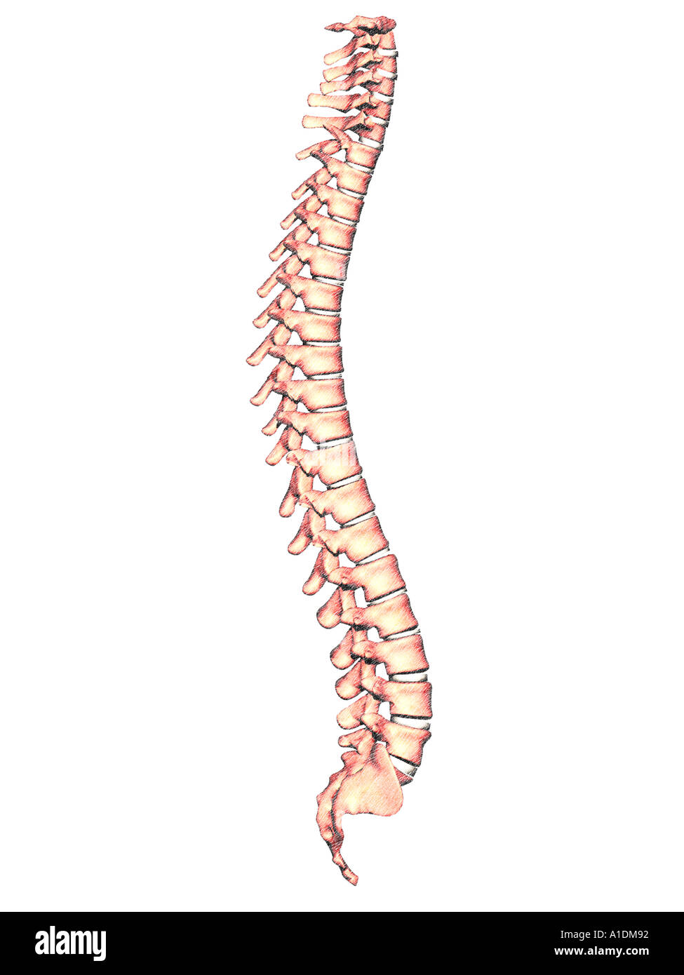 Bone backs hi-res stock photography and images - Alamy