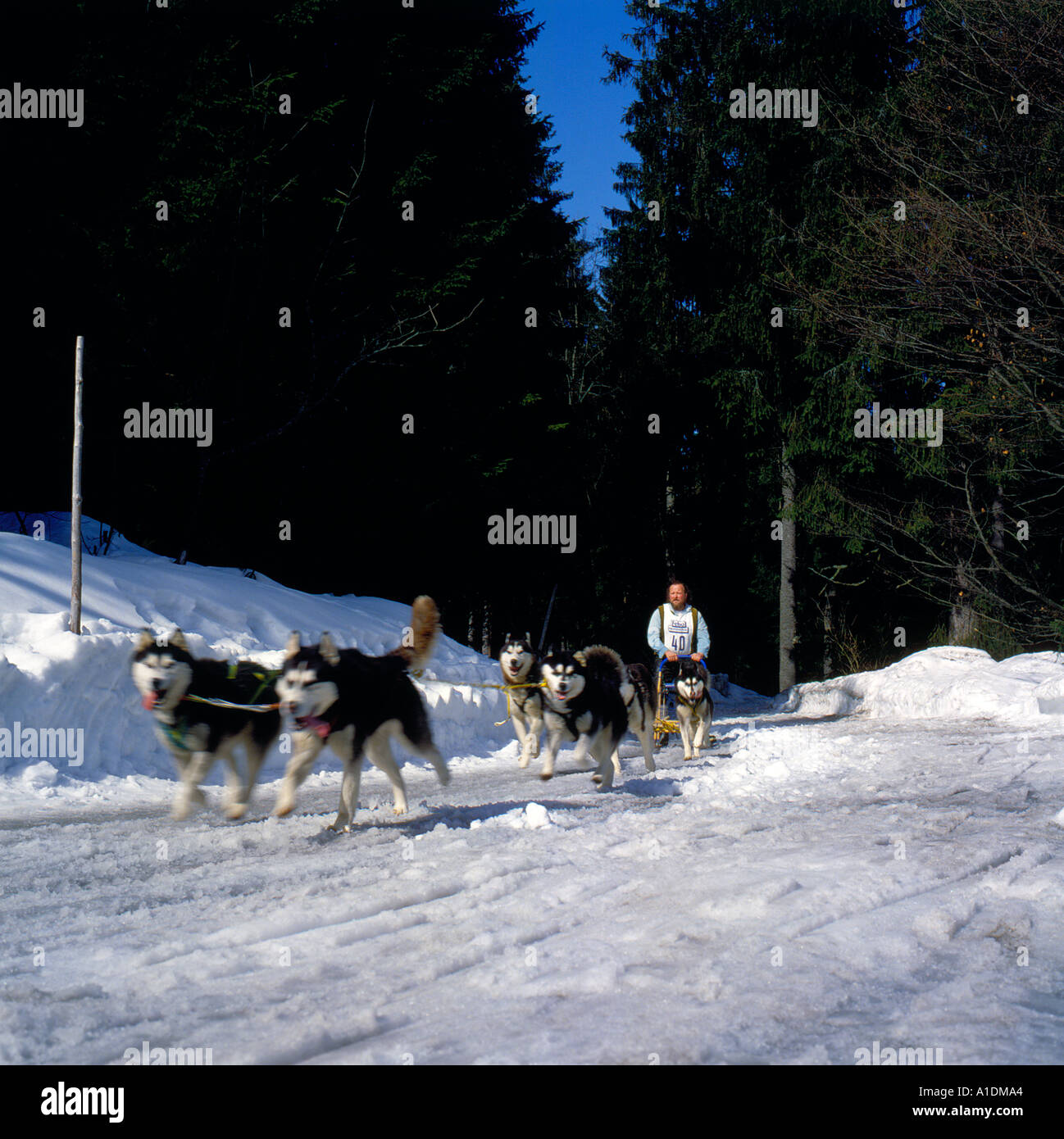 sled dog dogs race racing winter snow. Photo by Willy Matheisl Stock ...