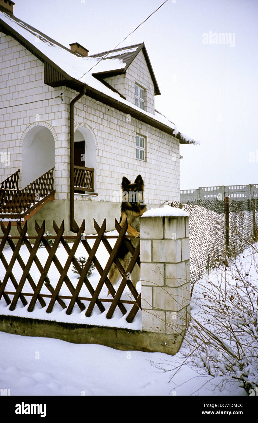 Poland German Shepherd Dog watchdog Stock Photo - Alamy