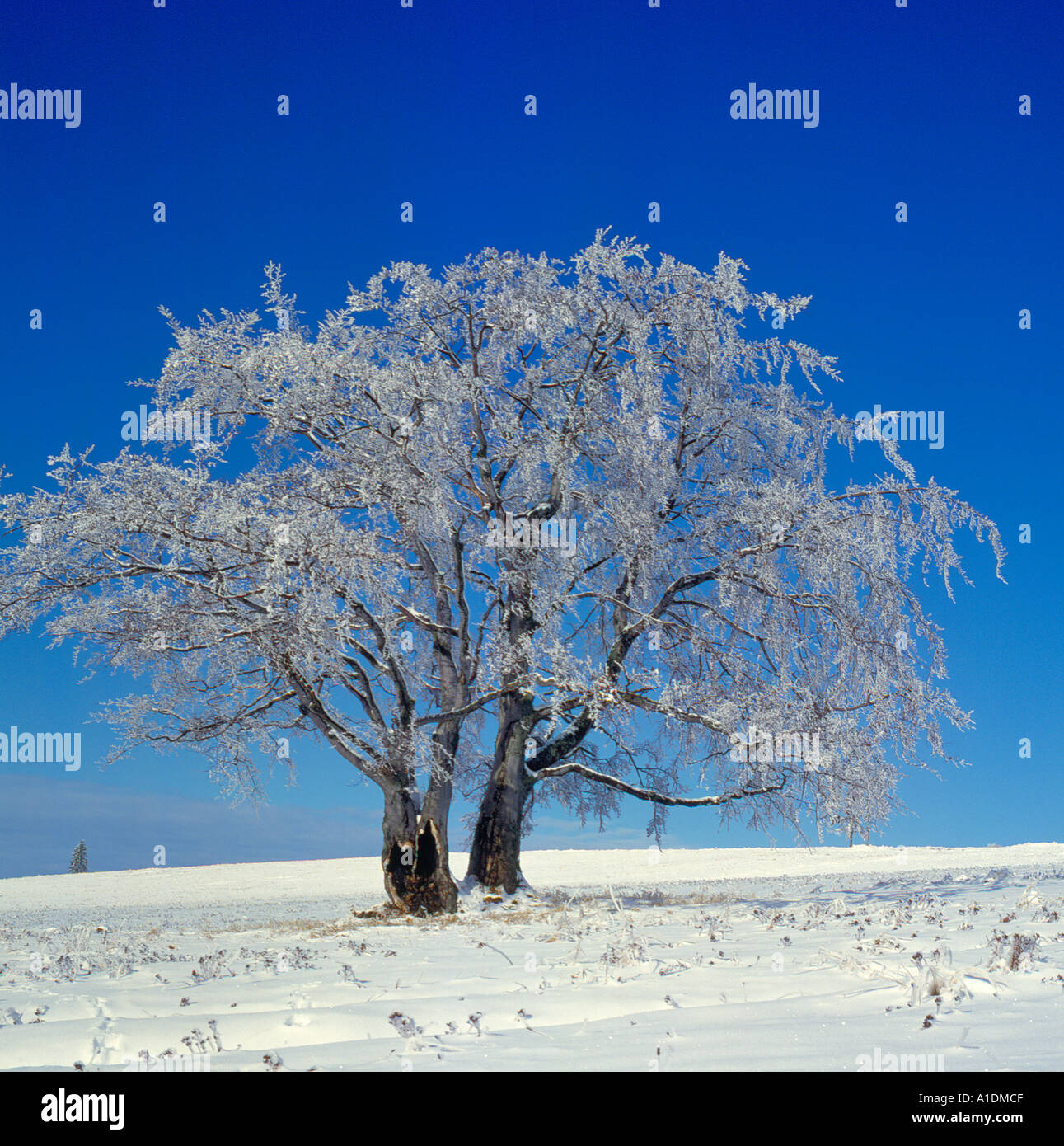4 seasons in 1 photo hi-res stock photography and images - Alamy