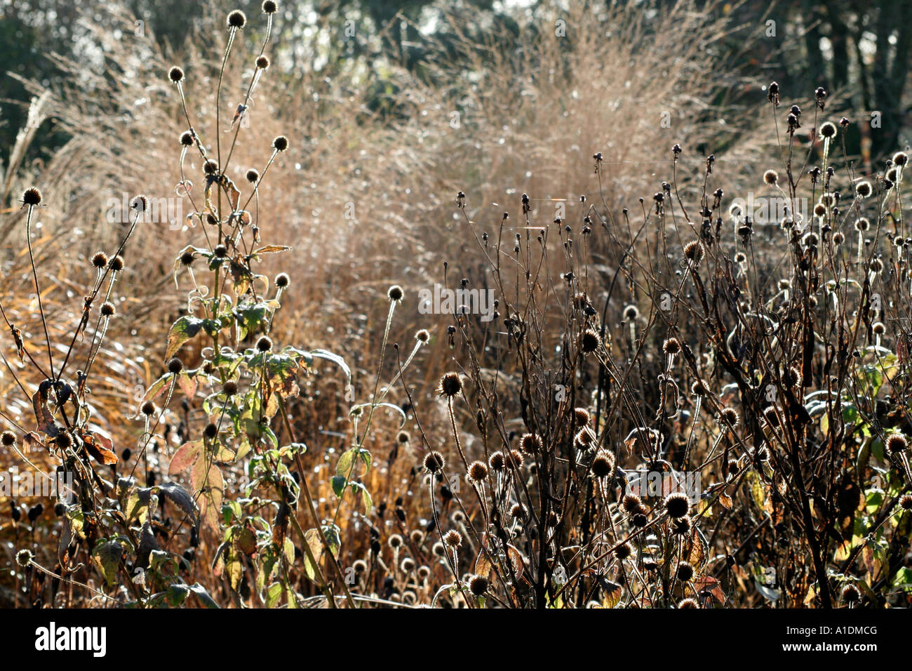 Dipsacus inermis and Miscanthus sinensis gracillimus in the wet garden ...