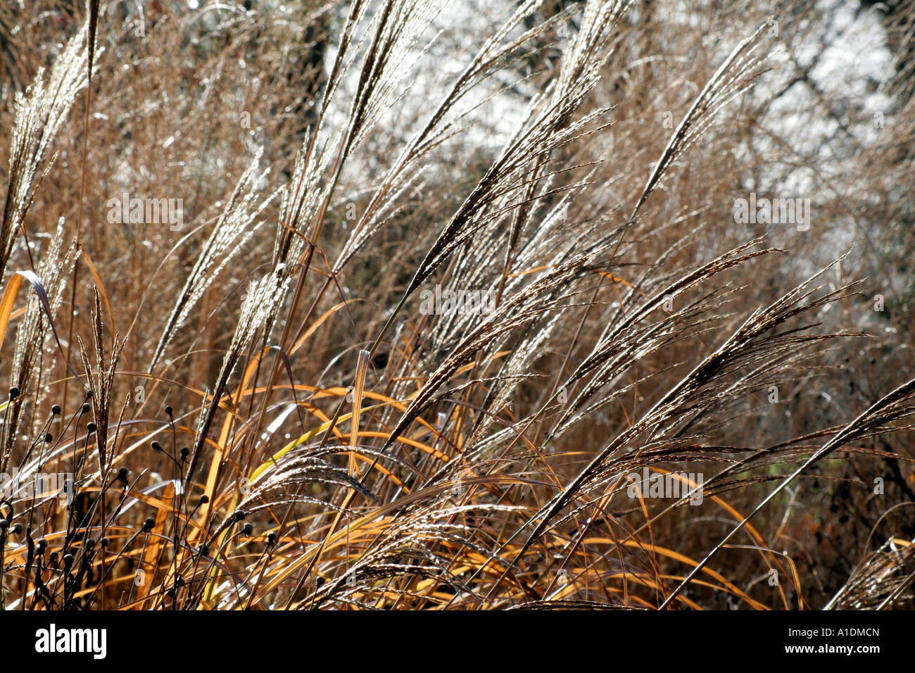 Miscanthus sinensis gracillimus during late November Stock Photo - Alamy