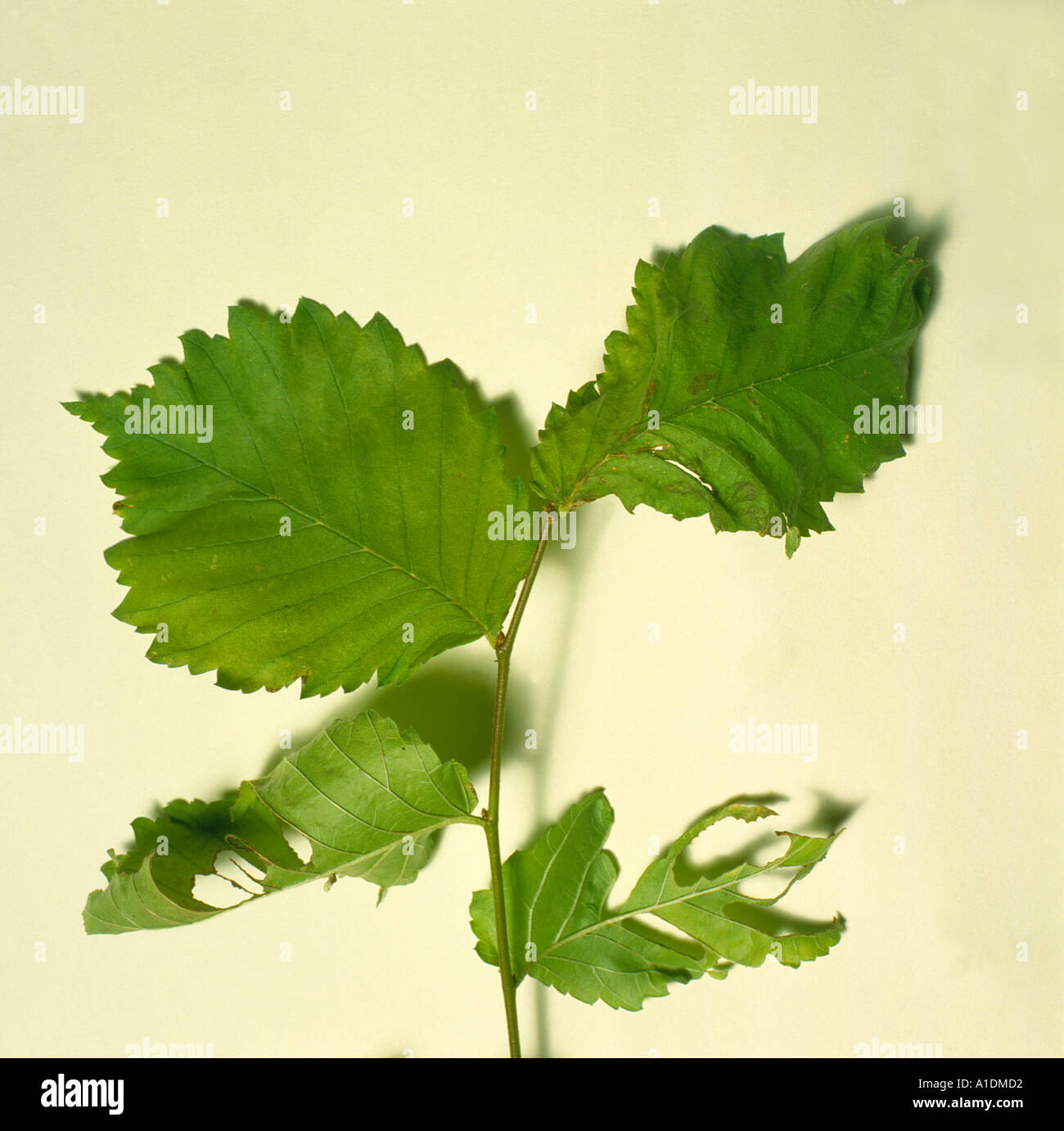 Elm tree leaves hi-res stock photography and images - Alamy