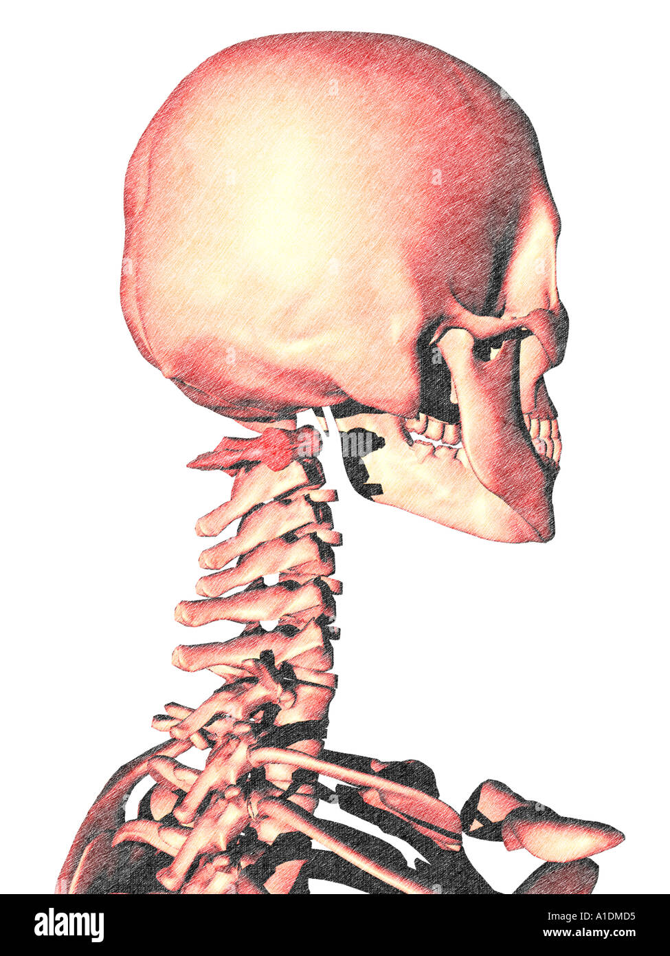 Illustration Of Highlighted Atlas On Skeleton Stock Photo - Alamy