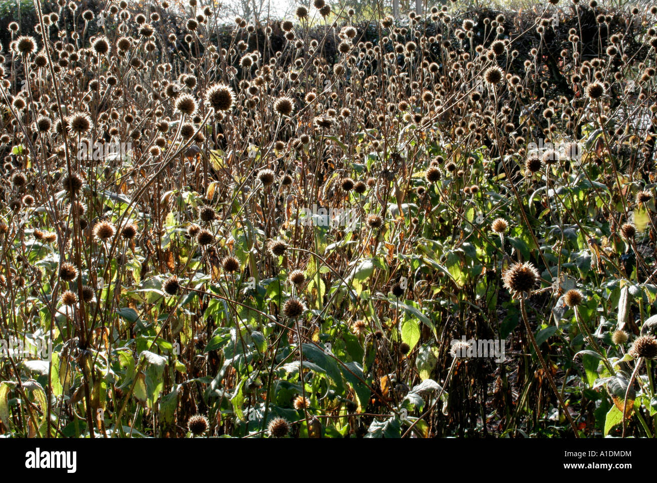 Dipsacus inermis hi-res stock photography and images - Alamy
