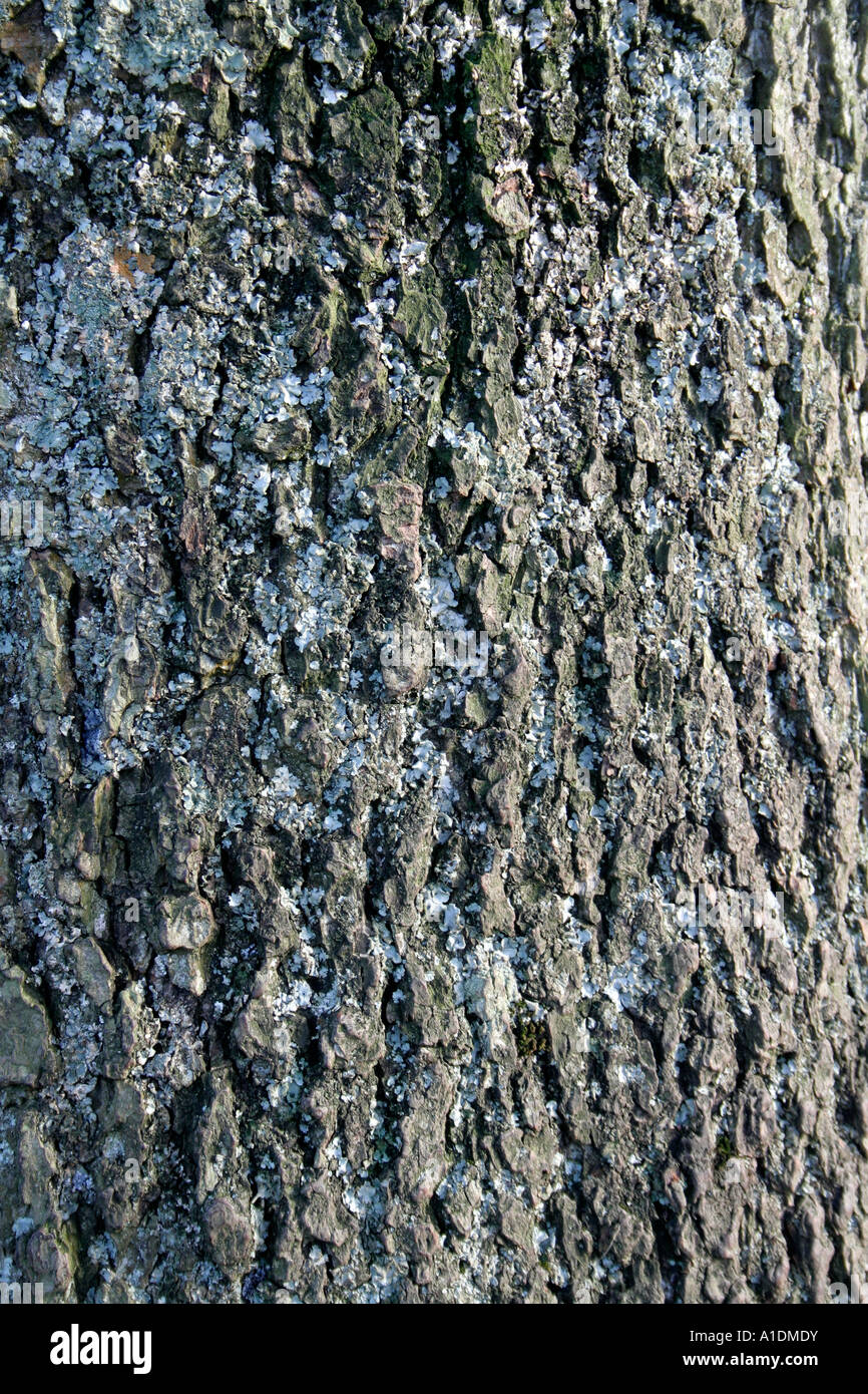 Alnus glutinosa Alder bark Stock Photo - Alamy