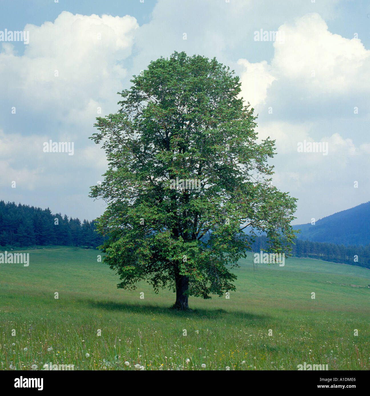 Elm tree hi-res stock photography and images - Alamy