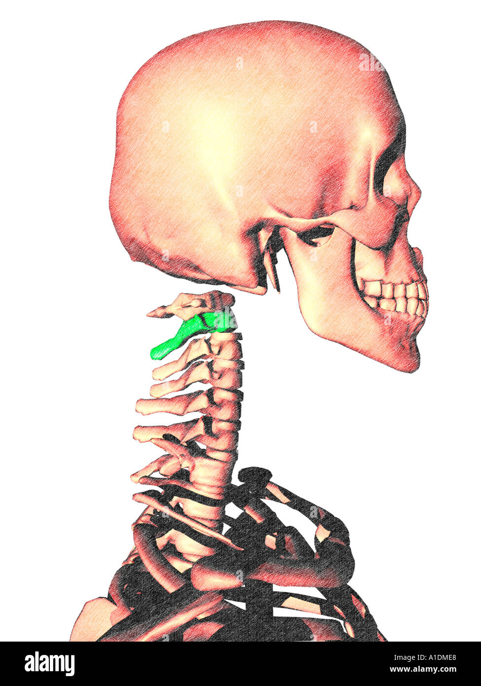 Illustration Of Highlighted Axis On Skeleton Stock Photo - Alamy