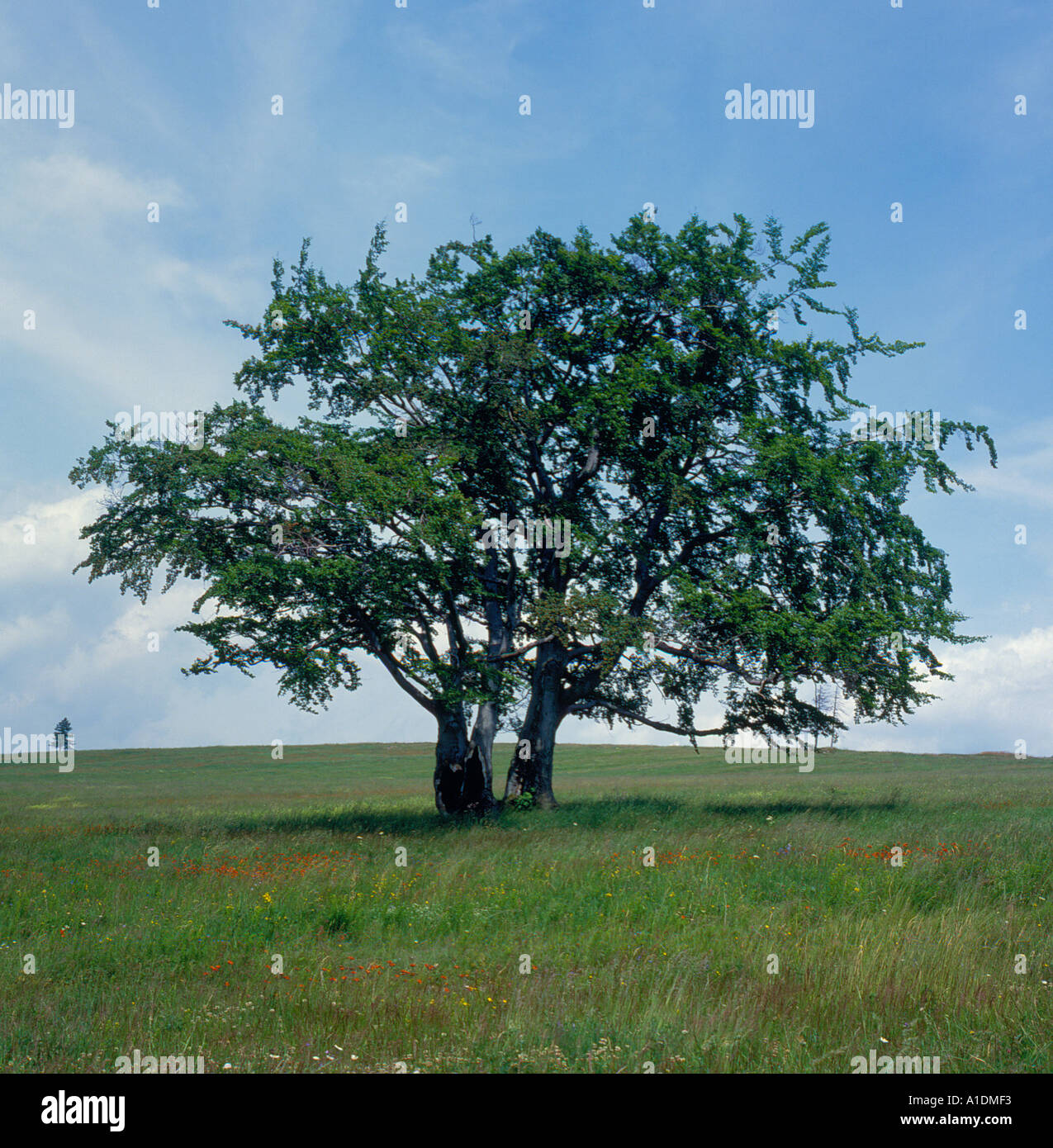 Beechtree hi-res stock photography and images - Alamy