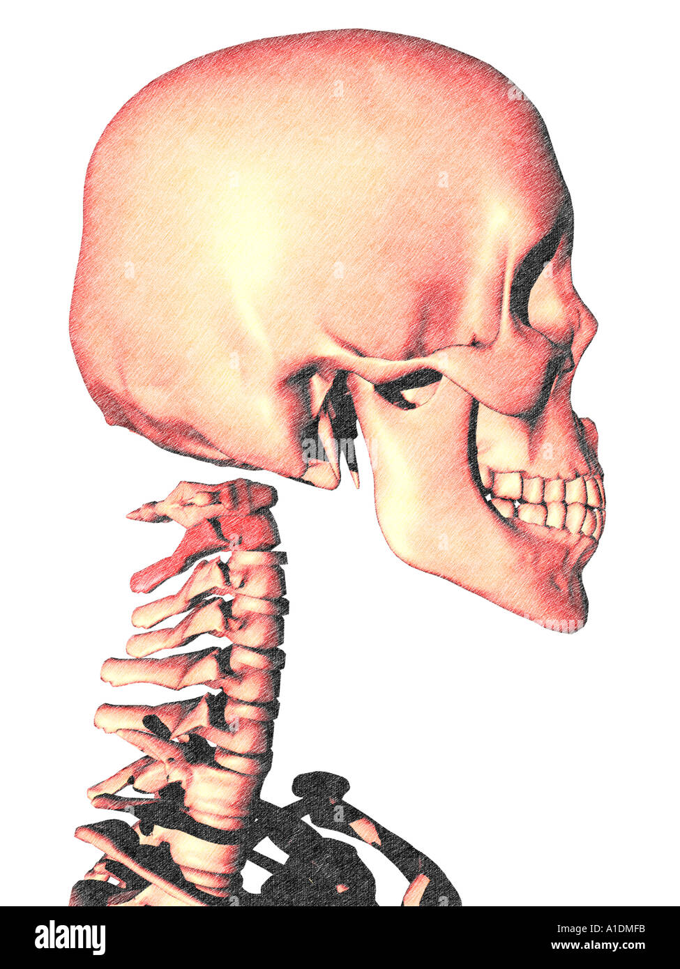 illustration of highlighted axis on skeleton Stock Photo - Alamy