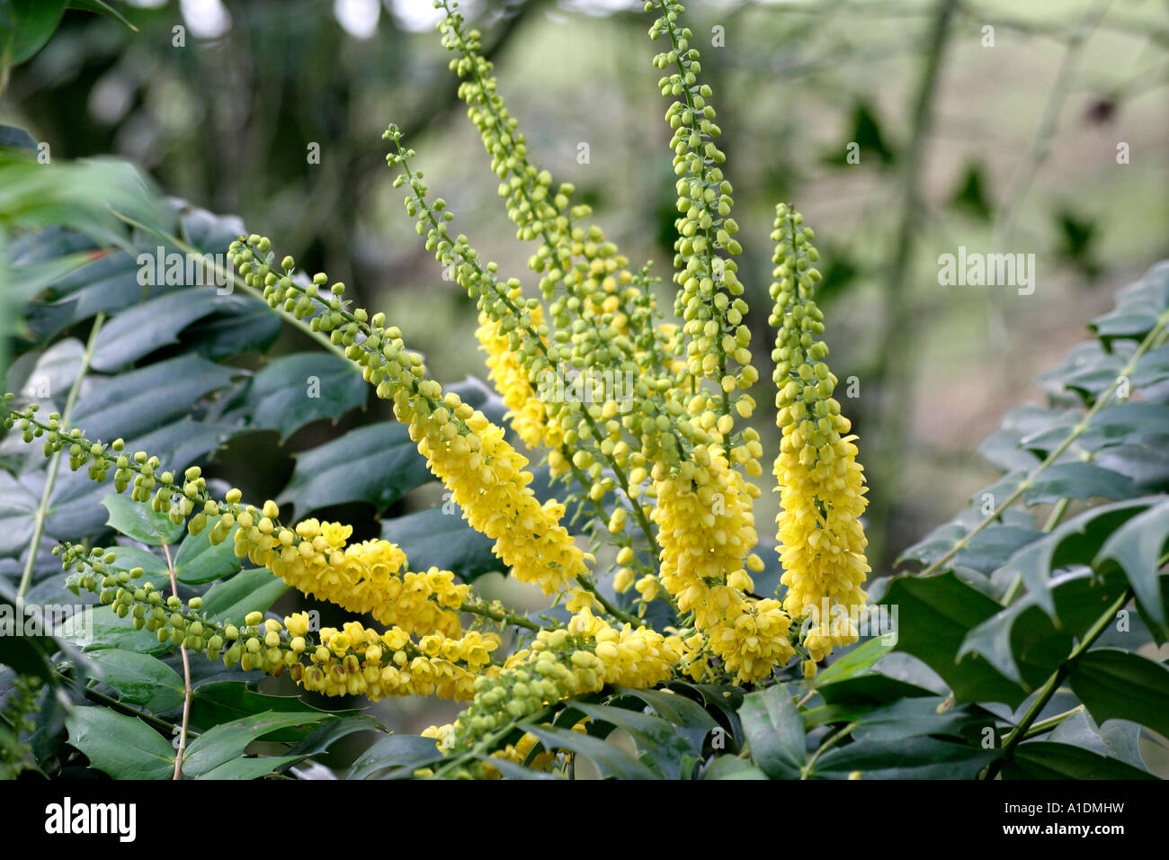 Mahonia underway evergreen fragrant winter shrub scented berberidaceae ...