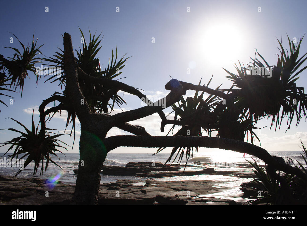 PANDANUS PALM PANDANACEAE cookii COOKII Stock Photo - Alamy
