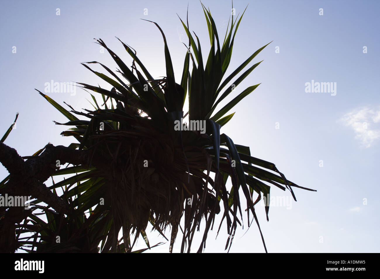 PANDANUS PALM PANDANACEAE cookii COOKII Stock Photo - Alamy
