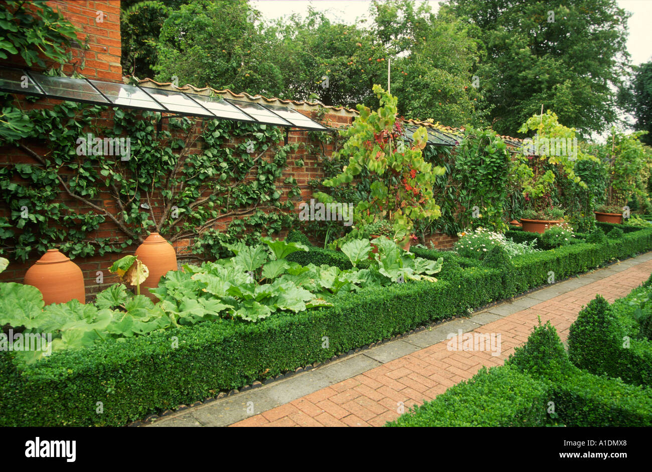 potager garden with sheltered wall growing peaches in an espalier fan ...