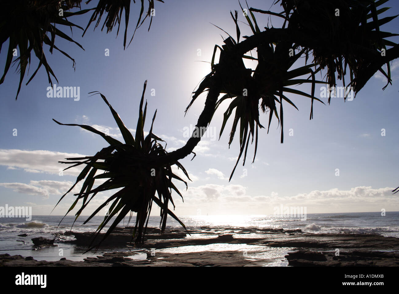 Pandanus tree silhouette hi-res stock photography and images - Alamy