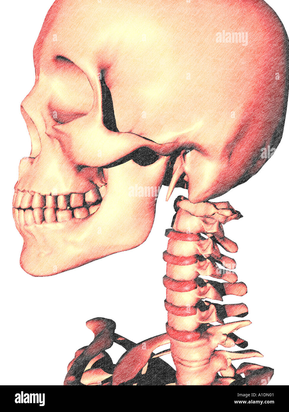 People medical science human highlighted bone bones skeleton anatomy ...
