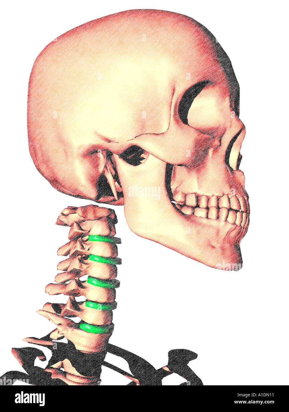 People medical science human highlighted bone bones skeleton anatomy ...
