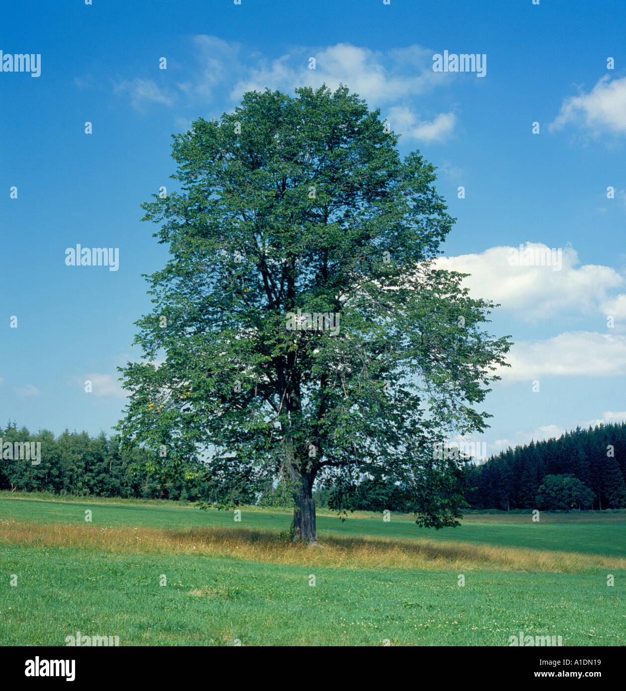 Elm Tree High Resolution Stock Photography and Images - Alamy