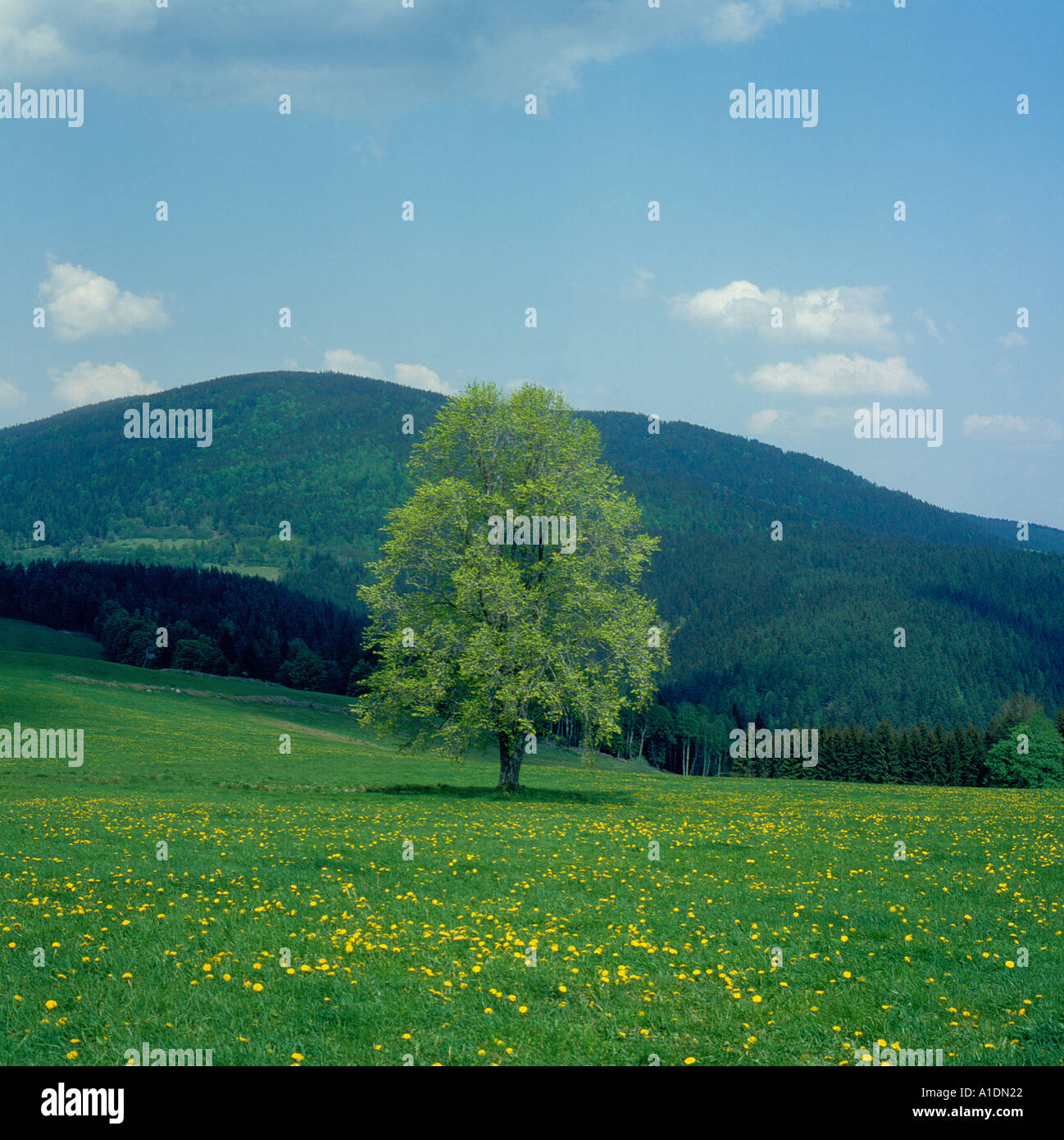 Elm wood log hi-res stock photography and images - Alamy