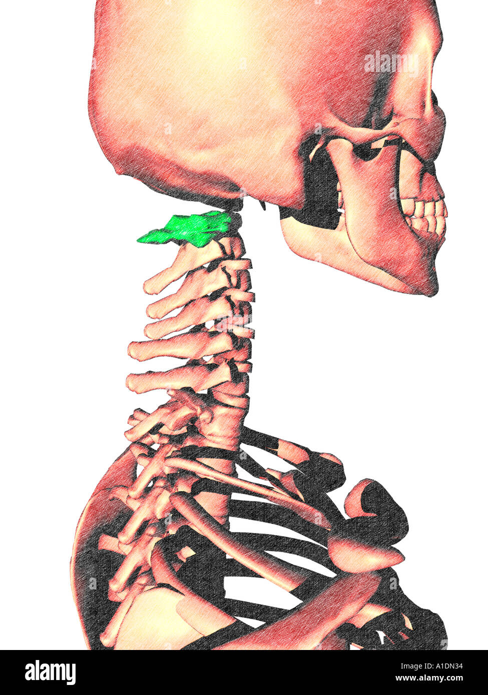 Anatomy atlas hi-res stock photography and images - Alamy