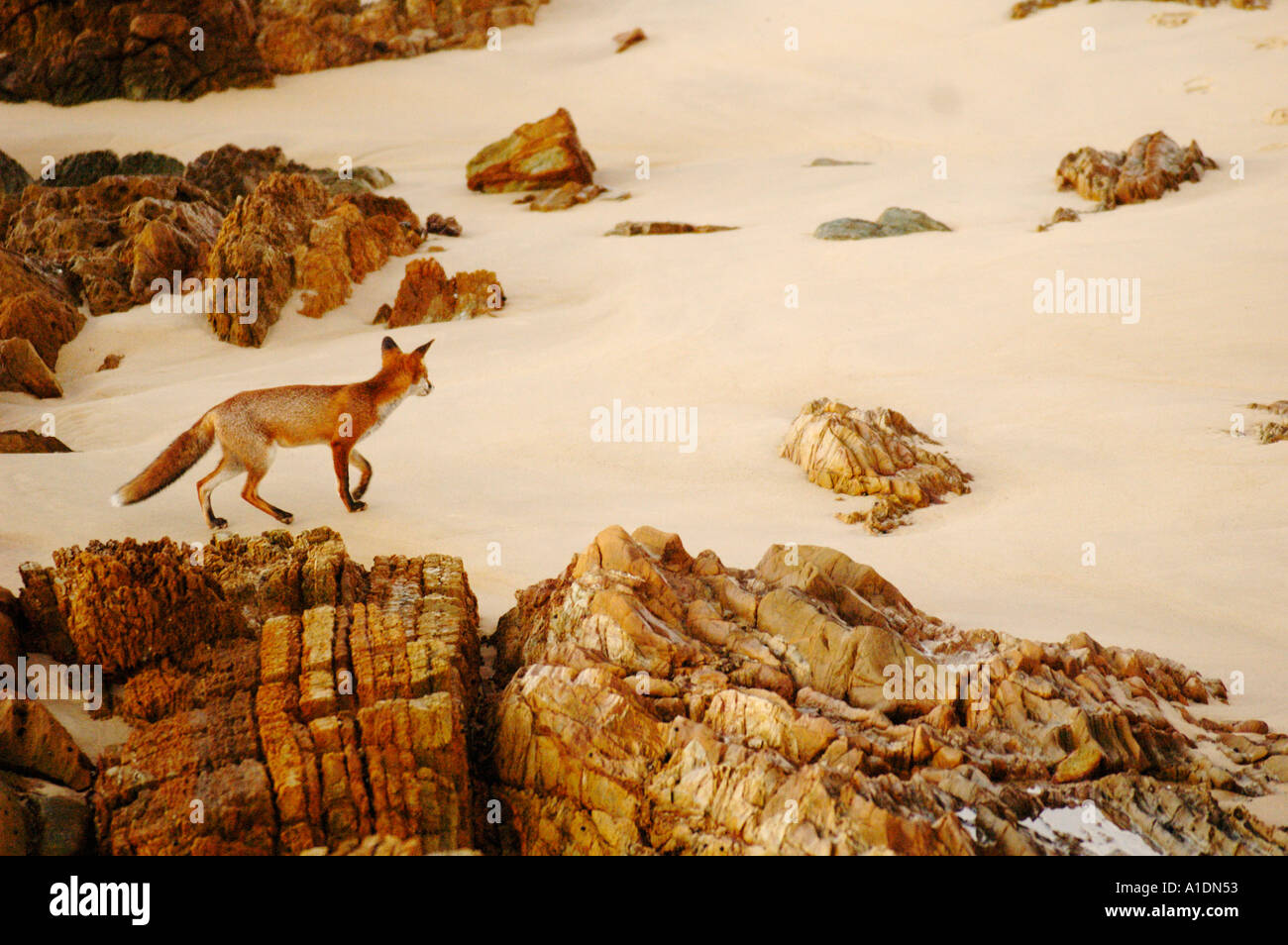 Australia, Victoria, Mallacoota, Red fox on beach Stock Photo - Alamy
