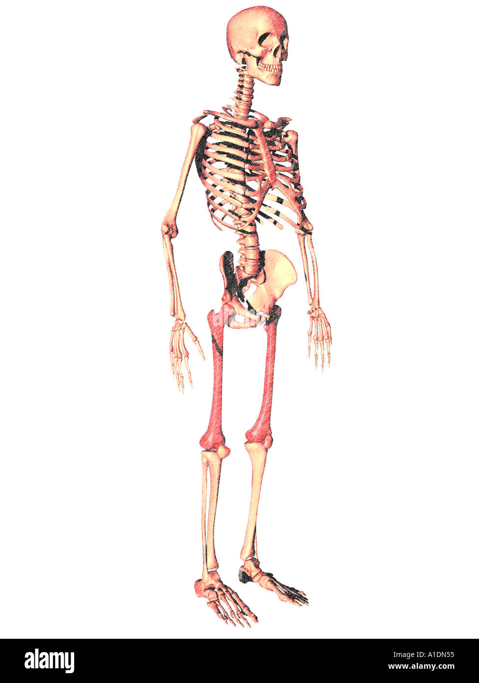 illustration of highlighted femur on skeleton Stock Photo - Alamy