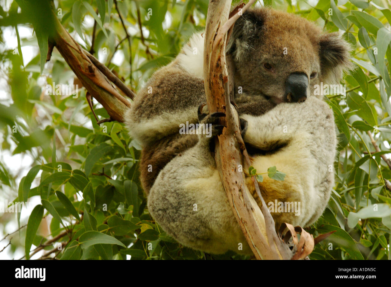 Animals, Koala Phascolarctos cinereus Stock Photo - Alamy
