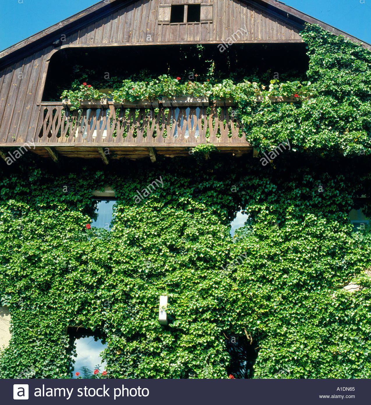 Ivy clad building facade hi-res stock photography and images - Alamy