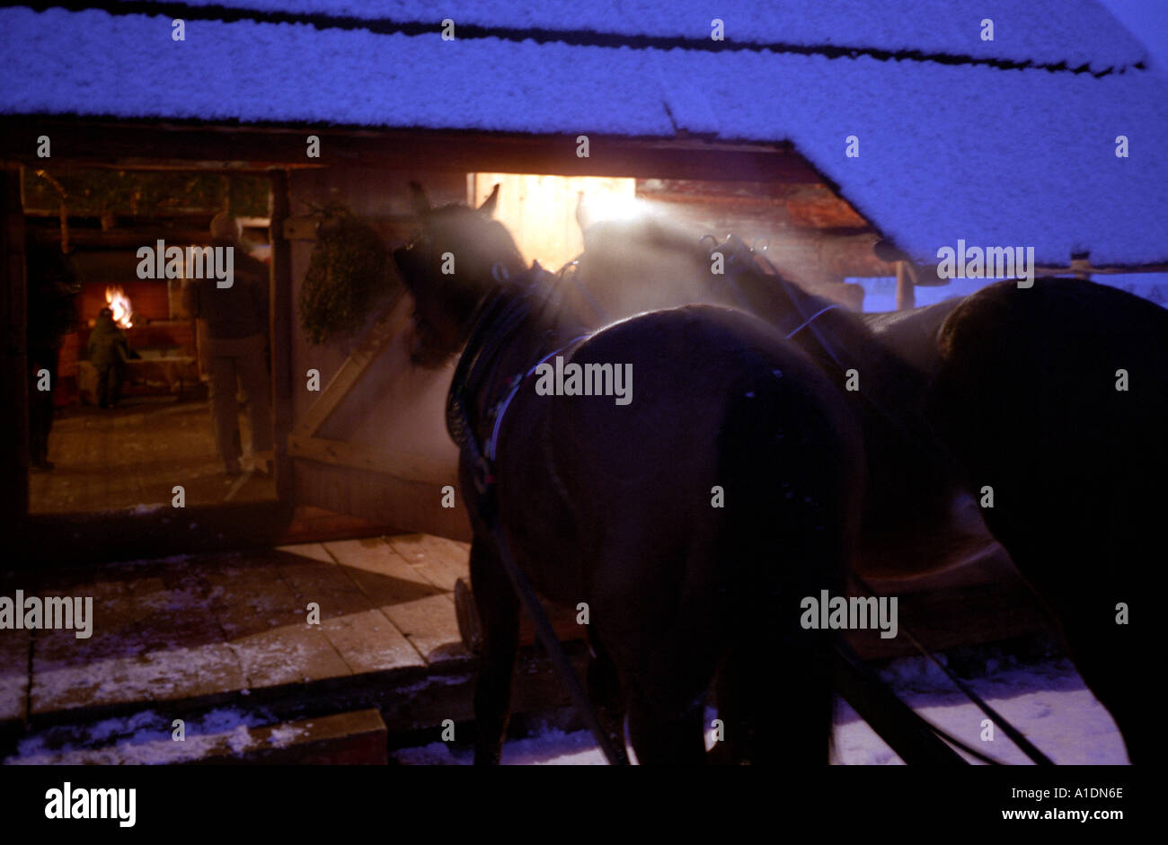 Sleigh horses hi-res stock photography and images - Alamy