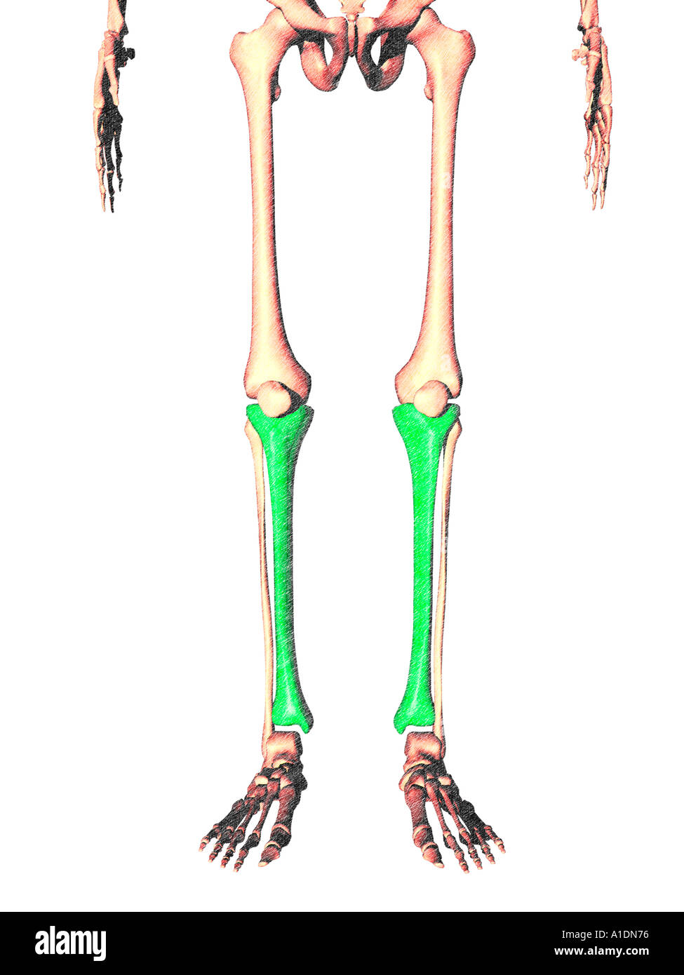 illustration of highlighted tibia on skeleton Stock Photo - Alamy