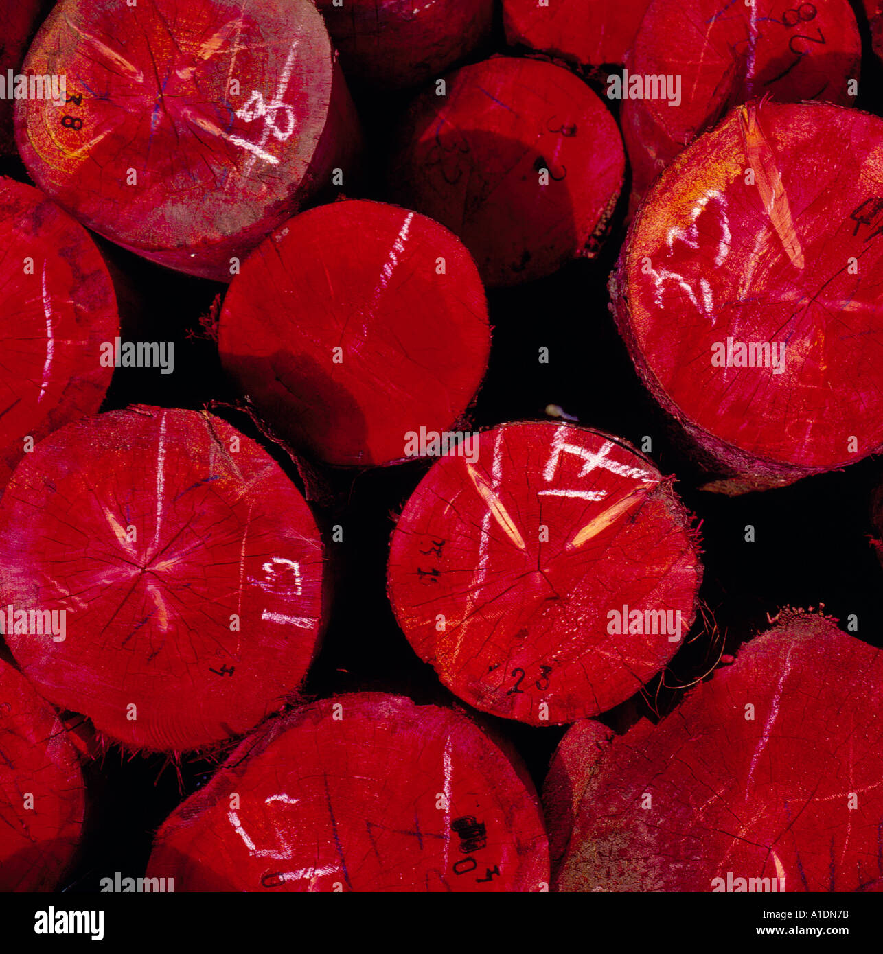 log red painted cut tree number numbered. Photo by Willy Matheisl Stock ...