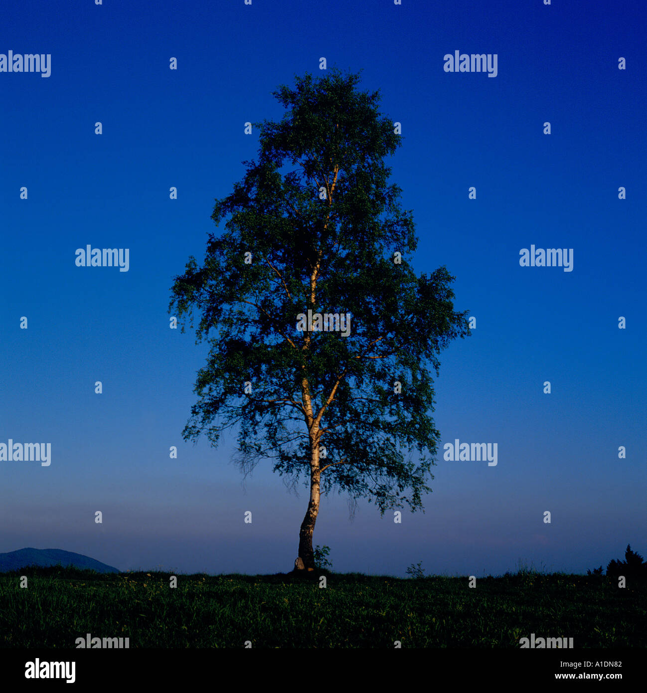 single birch tree in spring at sunset. Photo by Willy Matheisl Stock ...
