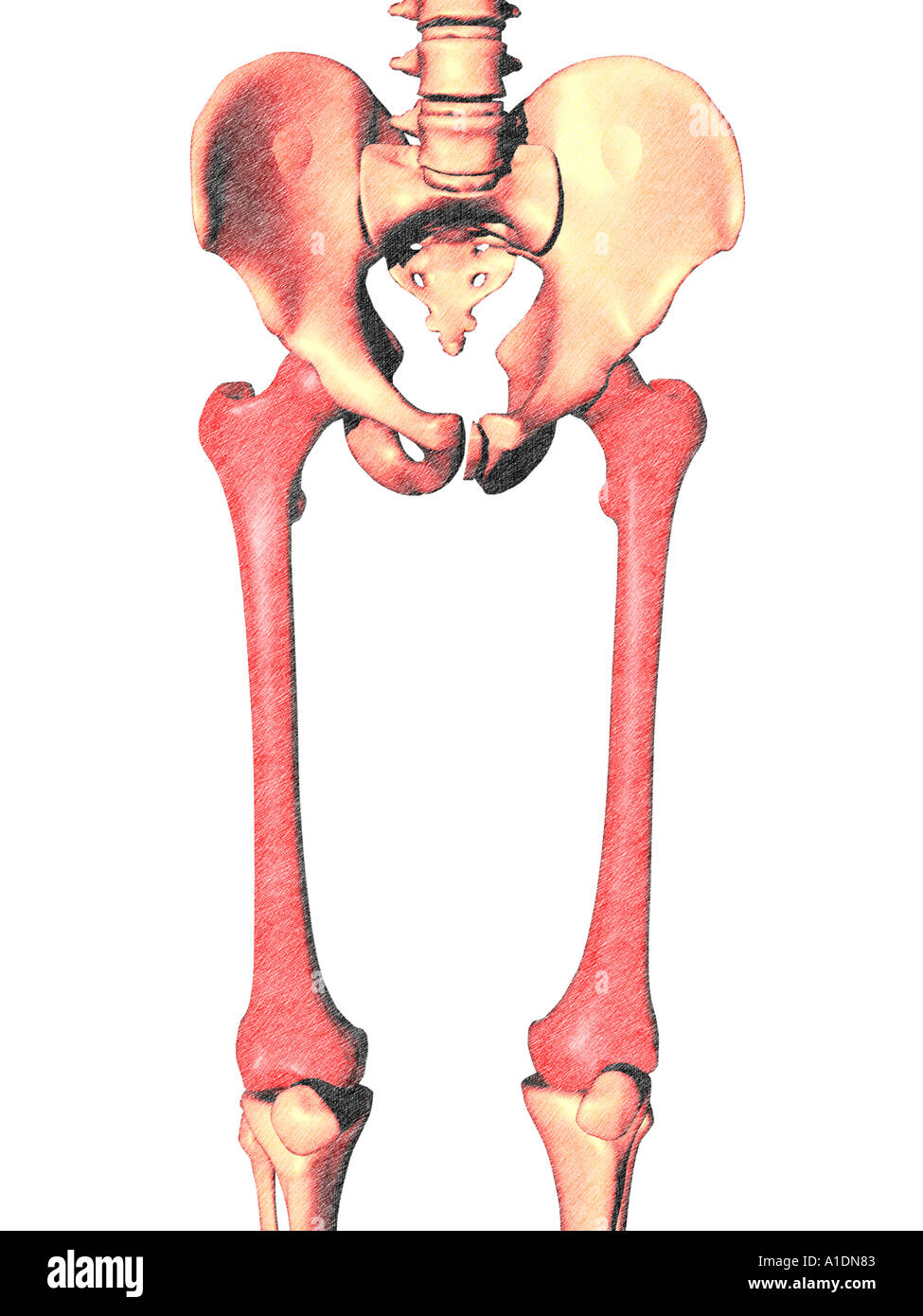 illustration of highlighted femur on skeleton Stock Photo - Alamy