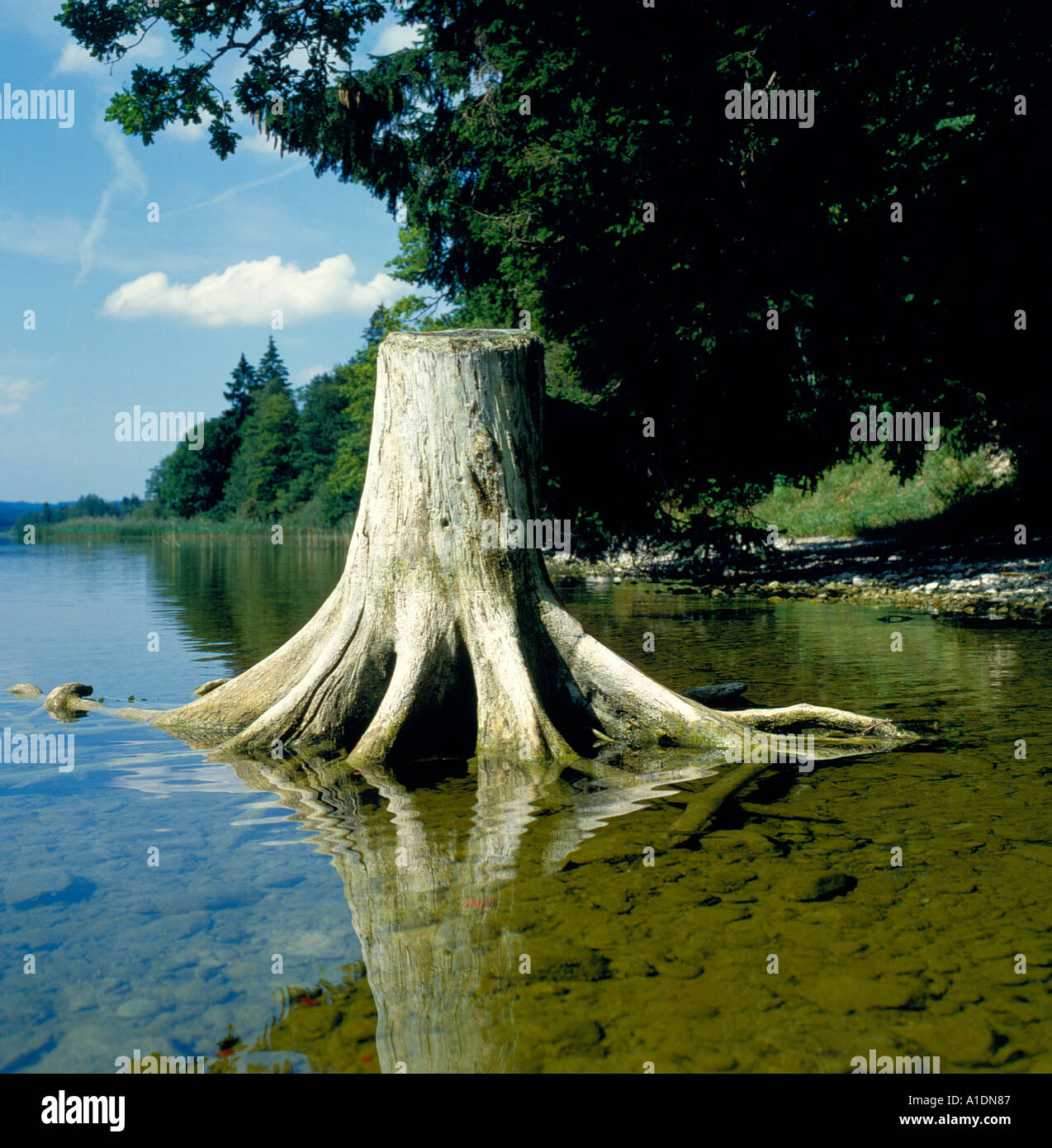 single rotten stem of a tree on the beach of Staffelsee Upper Bavaria ...