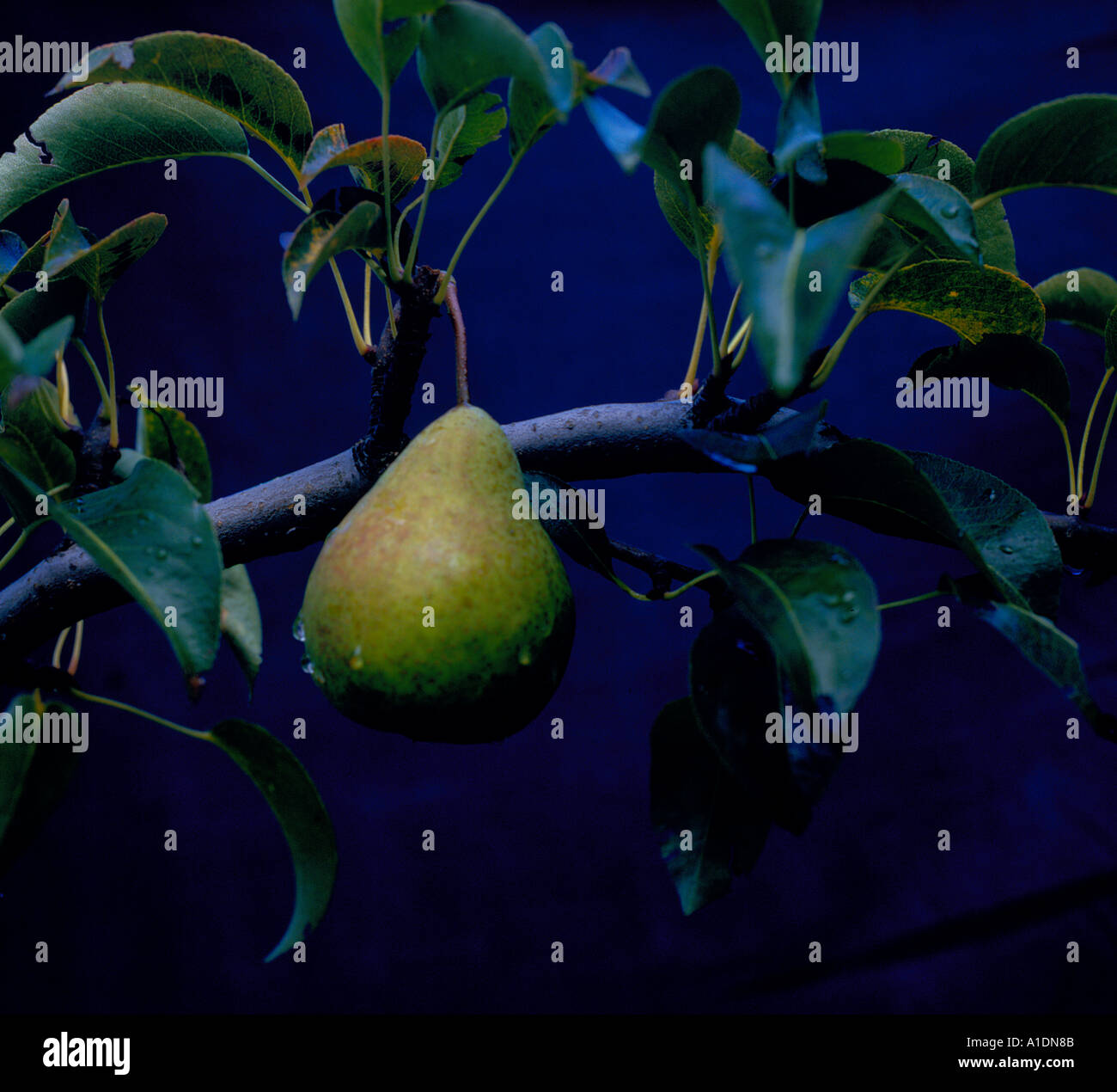 pear one 1 single branch tree. Photo by Willy Matheisl Stock Photo - Alamy