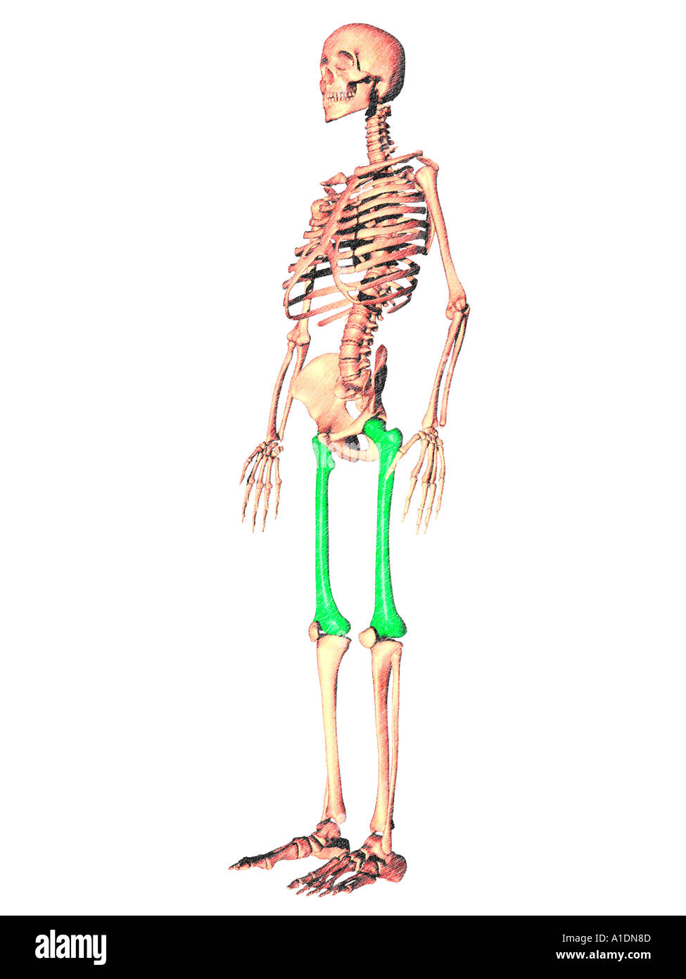 illustration of highlighted femur on skeleton Stock Photo - Alamy