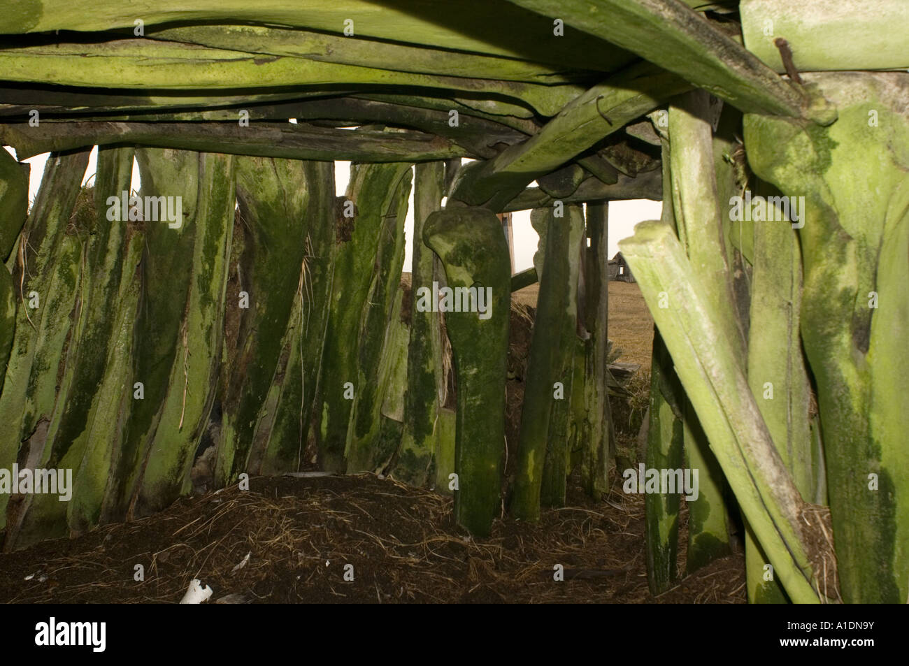 interior of the last sod house lived in since 1972 framed out of whale ...