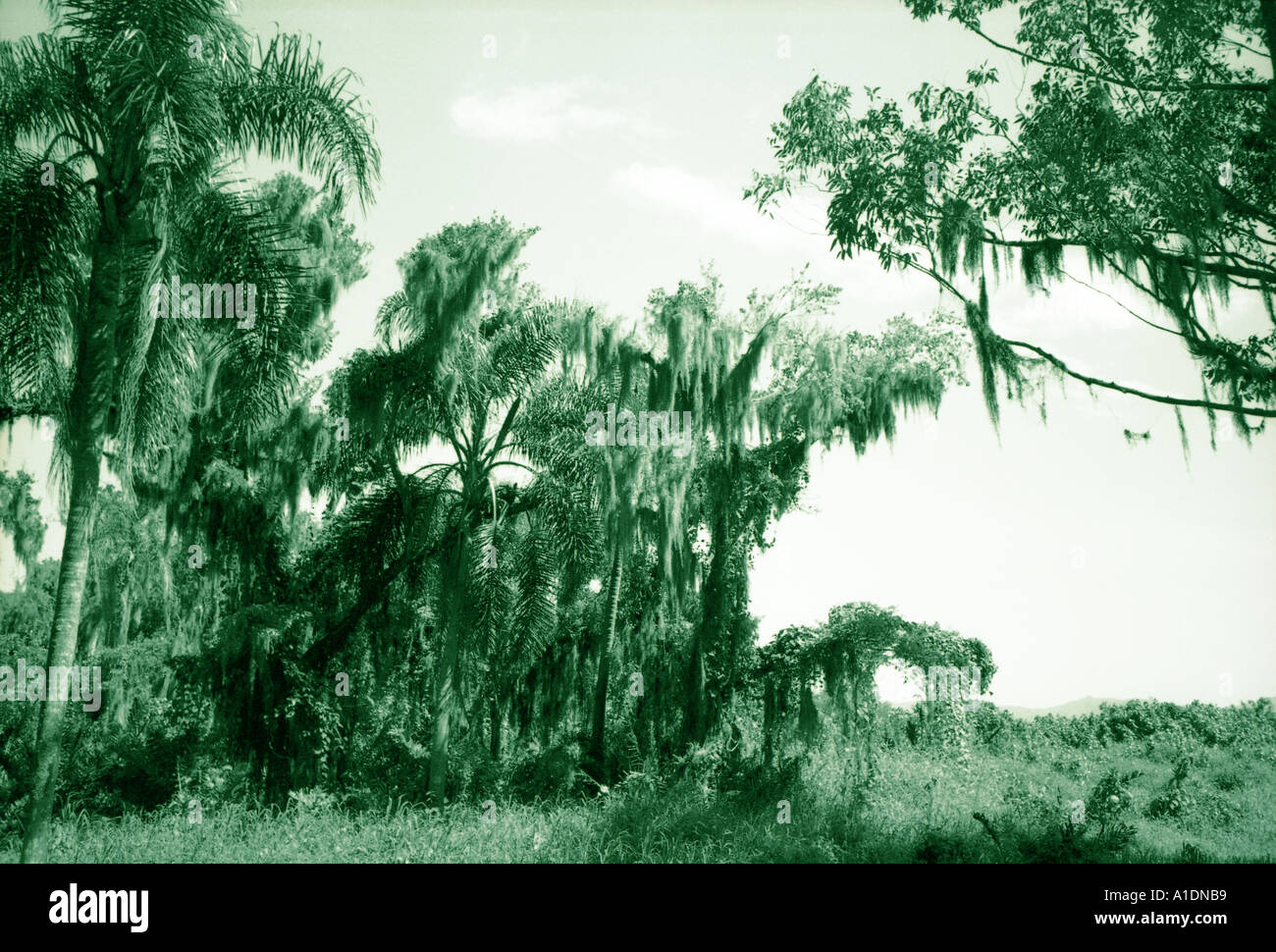 Forest in southern brazil hi-res stock photography and images - Alamy