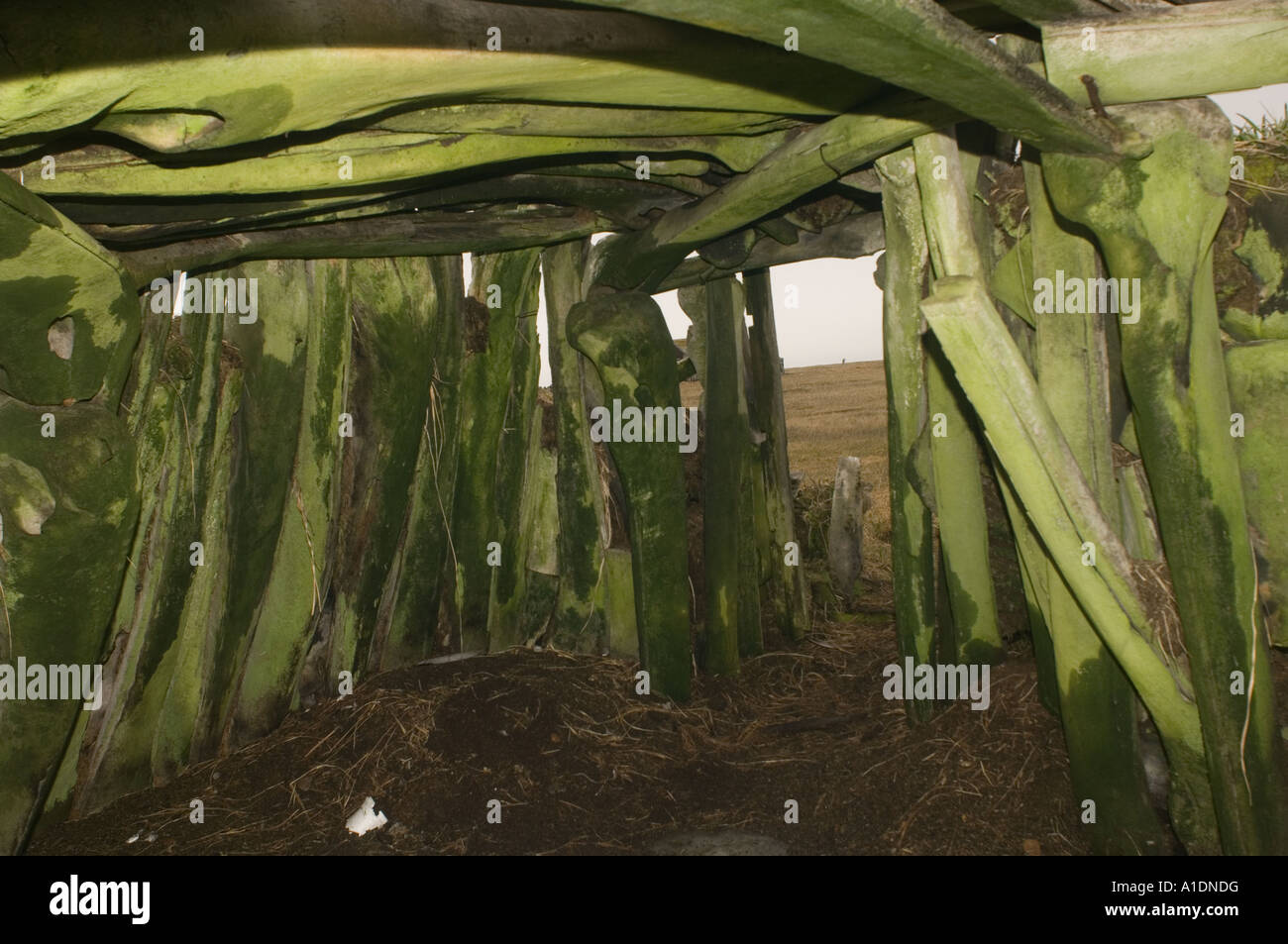 interior of the last sod house lived in since 1972 framed out of whale ...