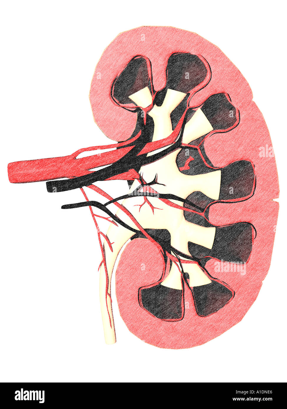 illustration of kidney interior Stock Photo - Alamy