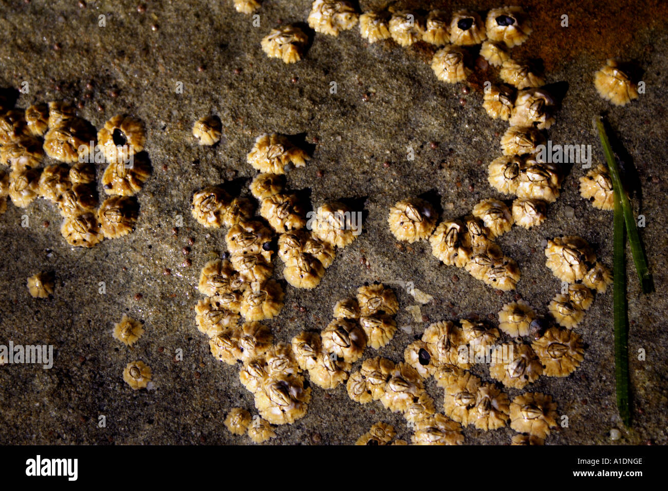 PERRYWINKLE SEA SHELLS ON A ROCK Stock Photo - Alamy