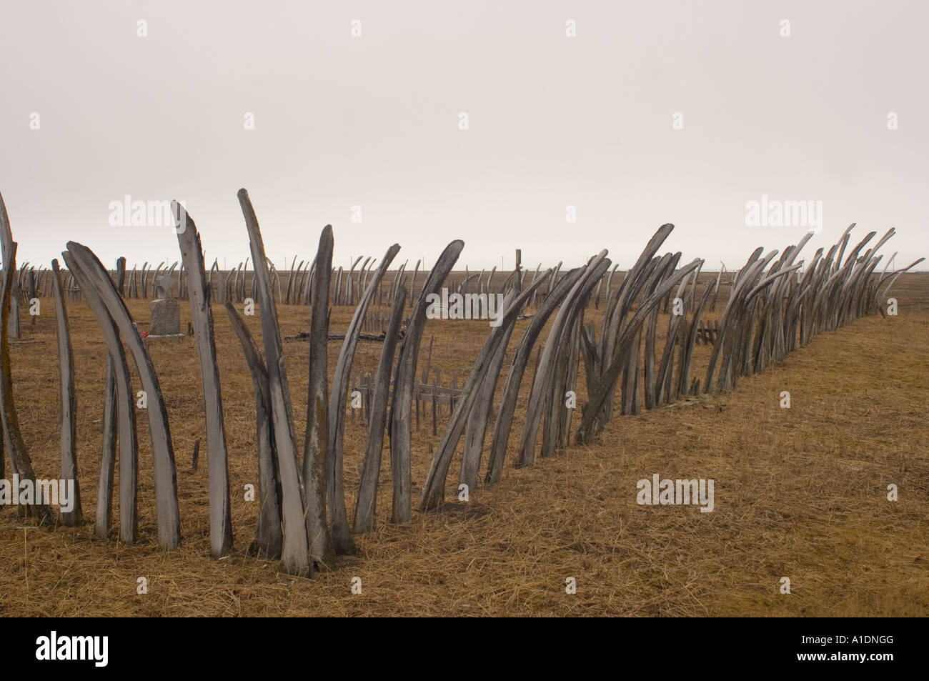 graveyard site marked by whale rib bones outside the oldest Inupiat ...