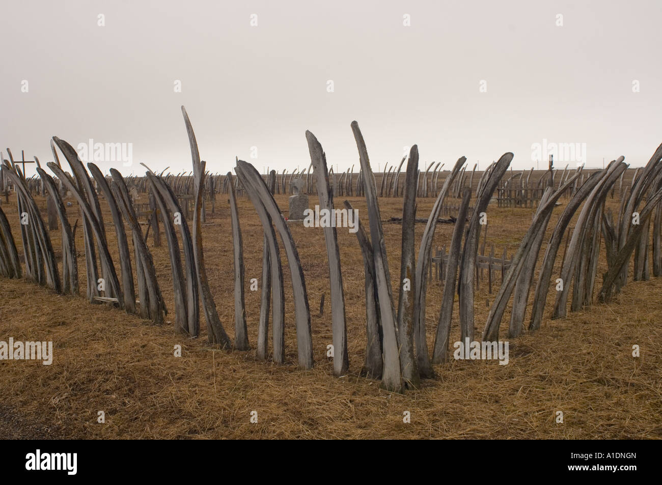Whale Rib Bones 40+ Whale Ribs Stock Photos, Pictures & Royalty Free