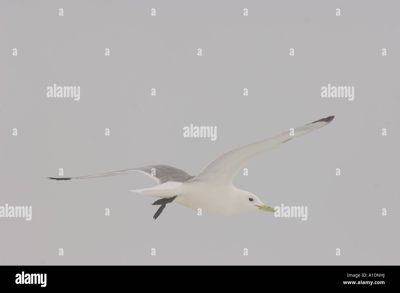 black legged kittiwake Rissa tridactyla in flight along the Arctic ...