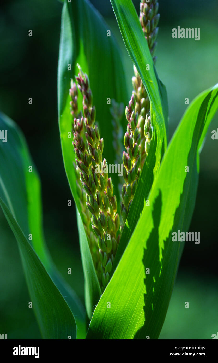 flower of sweetcorn Stock Photo - Alamy