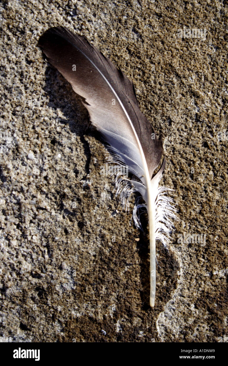 SINGLE BIRD FEATHER SITTING ON A ROCK NEAR THE BEACH Stock Photo - Alamy