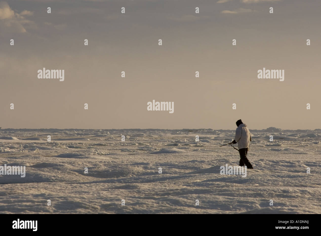 Seal jumping out water hi-res stock photography and images - Alamy