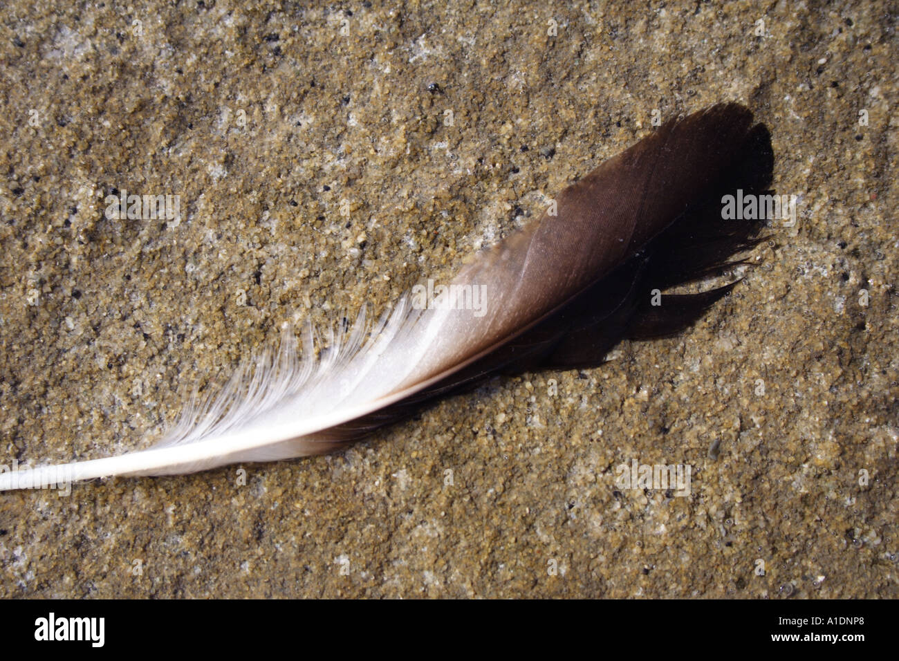 SINGLE BIRD FEATHER SITTING ON A ROCK NEAR THE BEACH Stock Photo - Alamy