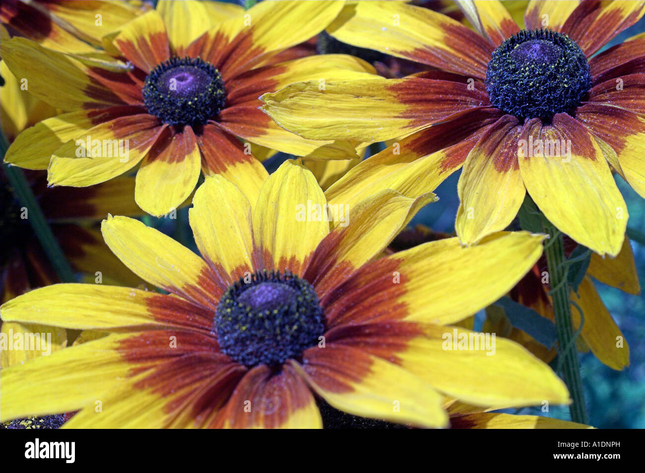 Yellow Orange Flower Stock Photo - Alamy