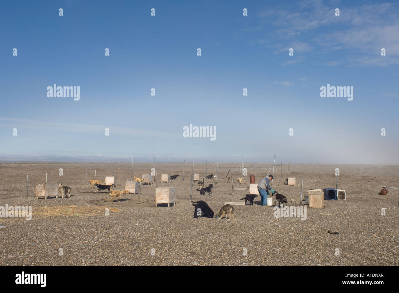 Kids dog sled alaska hi-res stock photography and images - Alamy